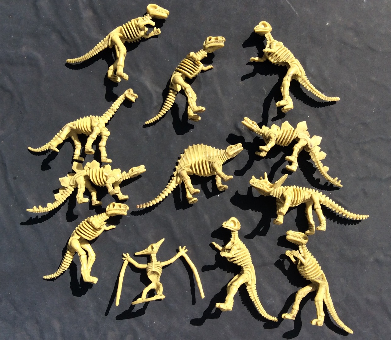 PTA Fundraiser Store | DINOSAURS ROCK SUPERSTORE | Fossil & Mineral ...