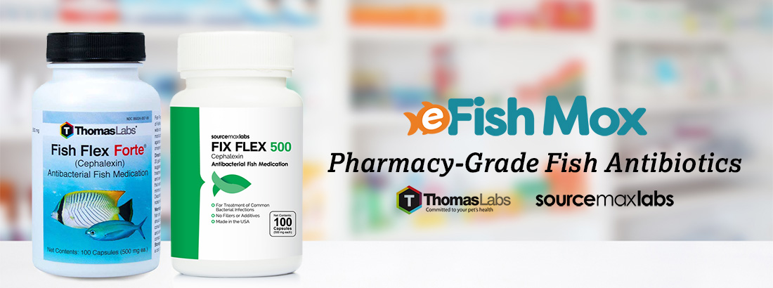 Buy Fish Flex Forte (Cephalexin), Fish Antibiotics