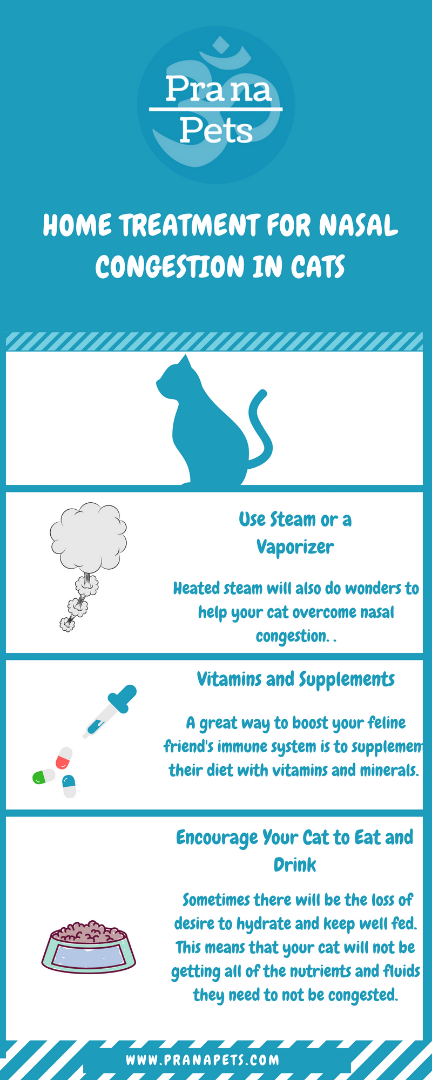 What to do if your cat has a swollen nose bridge | Prana Pets