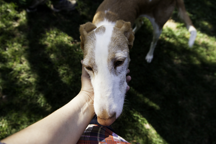 Fostering to Adopt is the Best Way to Find Your Dog – 4Knines®