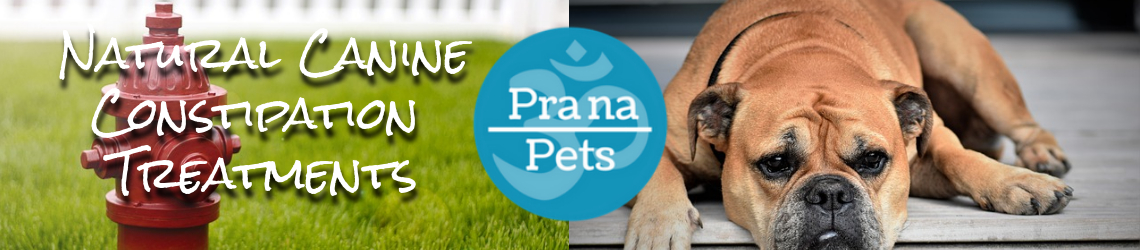 Natural Remedies For Canine Constipation | Prana Pets