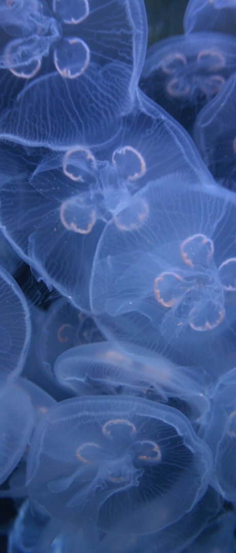 How Do Cats Get Yeast Infections? | Prana Pets