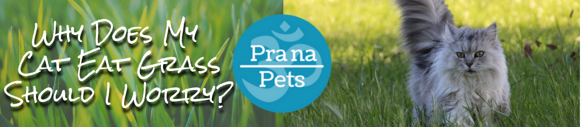 Why Do Cats Eat Grass | Prana Pets
