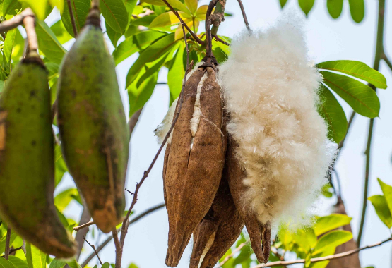 Kapok – perfekte Naturfaser für Dein Babybett - Minky Mooh